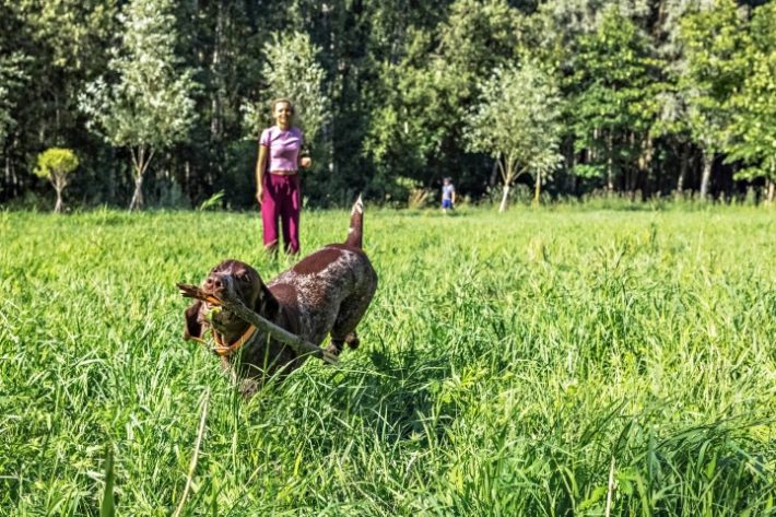 Chasse à courre : principes et fonctionnement - Natuxo
