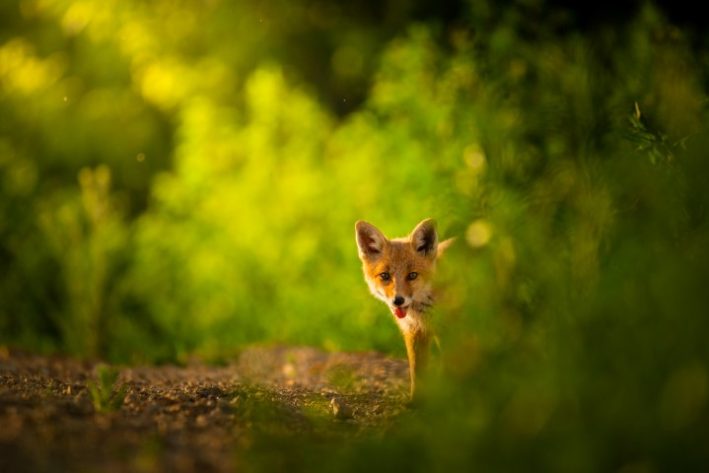 Quelle est la technique de chasse du renard ? - Natuxo